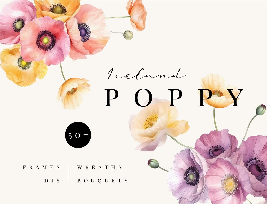 Watercolor Popppy Clipart - Iceland Poppy Clipart - Summer Floral ...