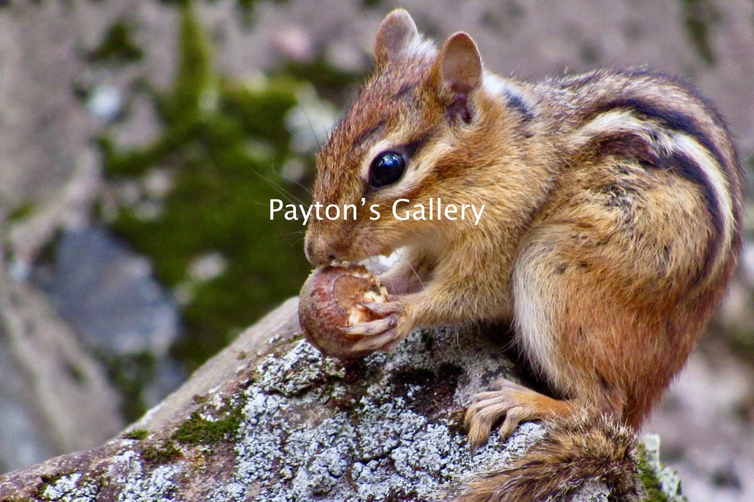 Snacking Chipmunk Digital Print - Etsy
