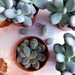 PACHYPHYTUM OVIFERUM 'blue Moonstone' Rooted and Unrooted Leaf Cuttings ...