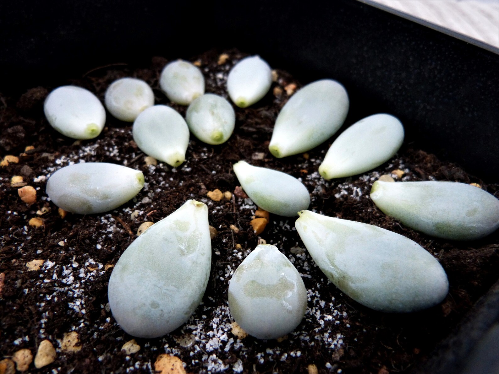 Pachyphytum Oviferum 'Blue Moonstone' rooted and | Etsy