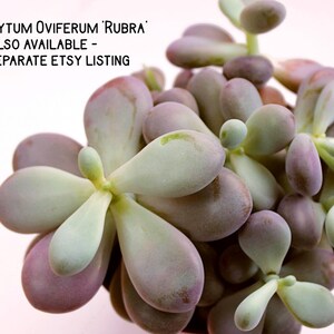 PACHYPHYTUM OVIFERUM 'blue Moonstone' Rooted and Unrooted Leaf Cuttings ...