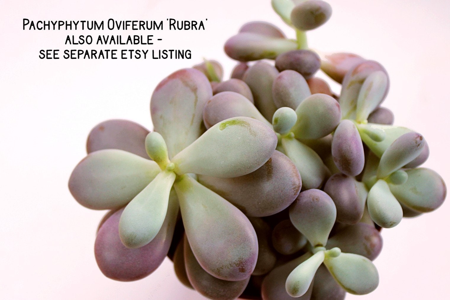 PACHYPHYTUM OVIFERUM 'blue Moonstone' Rooted and - Etsy UK