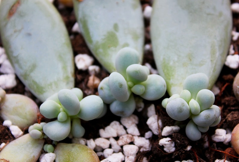PACHYPHYTUM OVIFERUM 'blue Moonstone' Rooted and - Etsy UK
