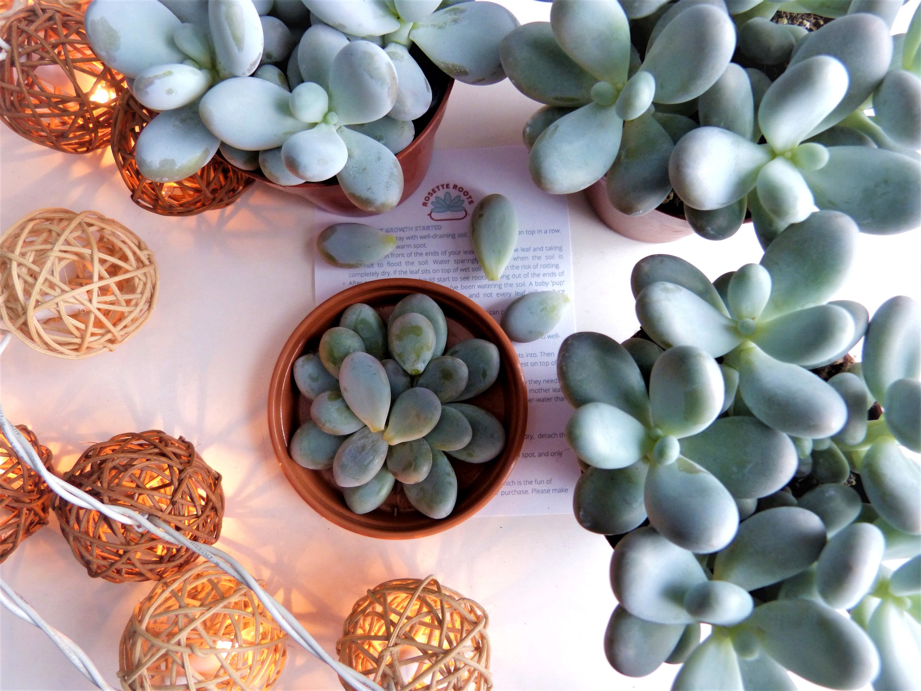 PACHYPHYTUM OVIFERUM 'blue Moonstone' Rooted and - Etsy UK