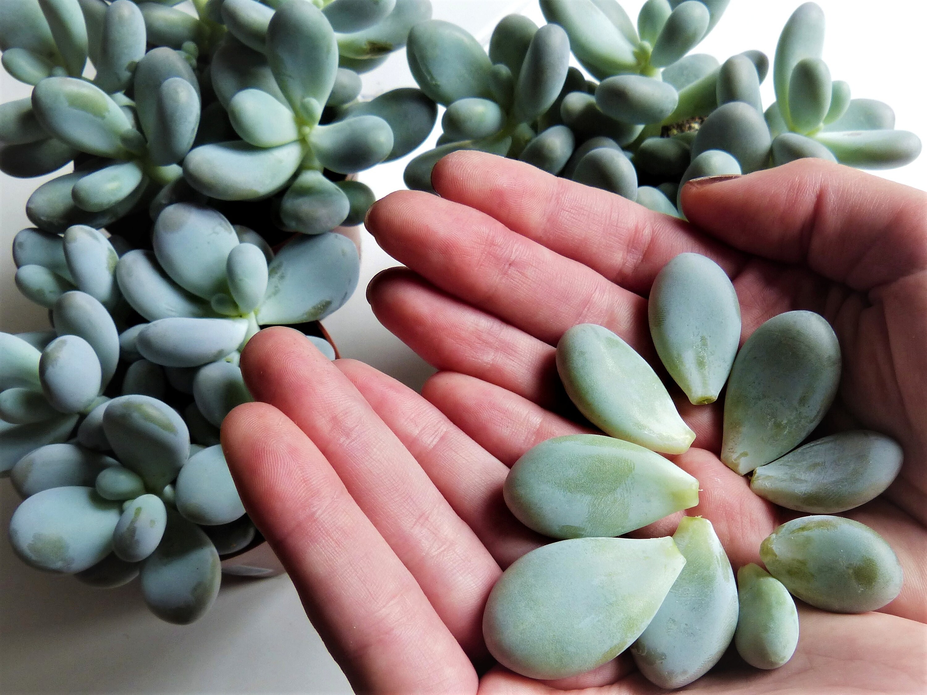 PACHYPHYTUM OVIFERUM 'blue Moonstone' Rooted and - Etsy UK