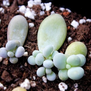 PACHYPHYTUM OVIFERUM 'blue Moonstone' Rooted and Unrooted Leaf Cuttings ...