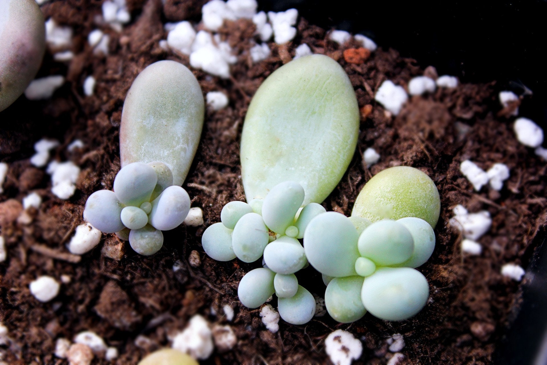 PACHYPHYTUM OVIFERUM 'blue Moonstone' Rooted and - Etsy UK