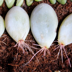 PACHYPHYTUM OVIFERUM 'blue Moonstone' Rooted and Unrooted Leaf Cuttings ...