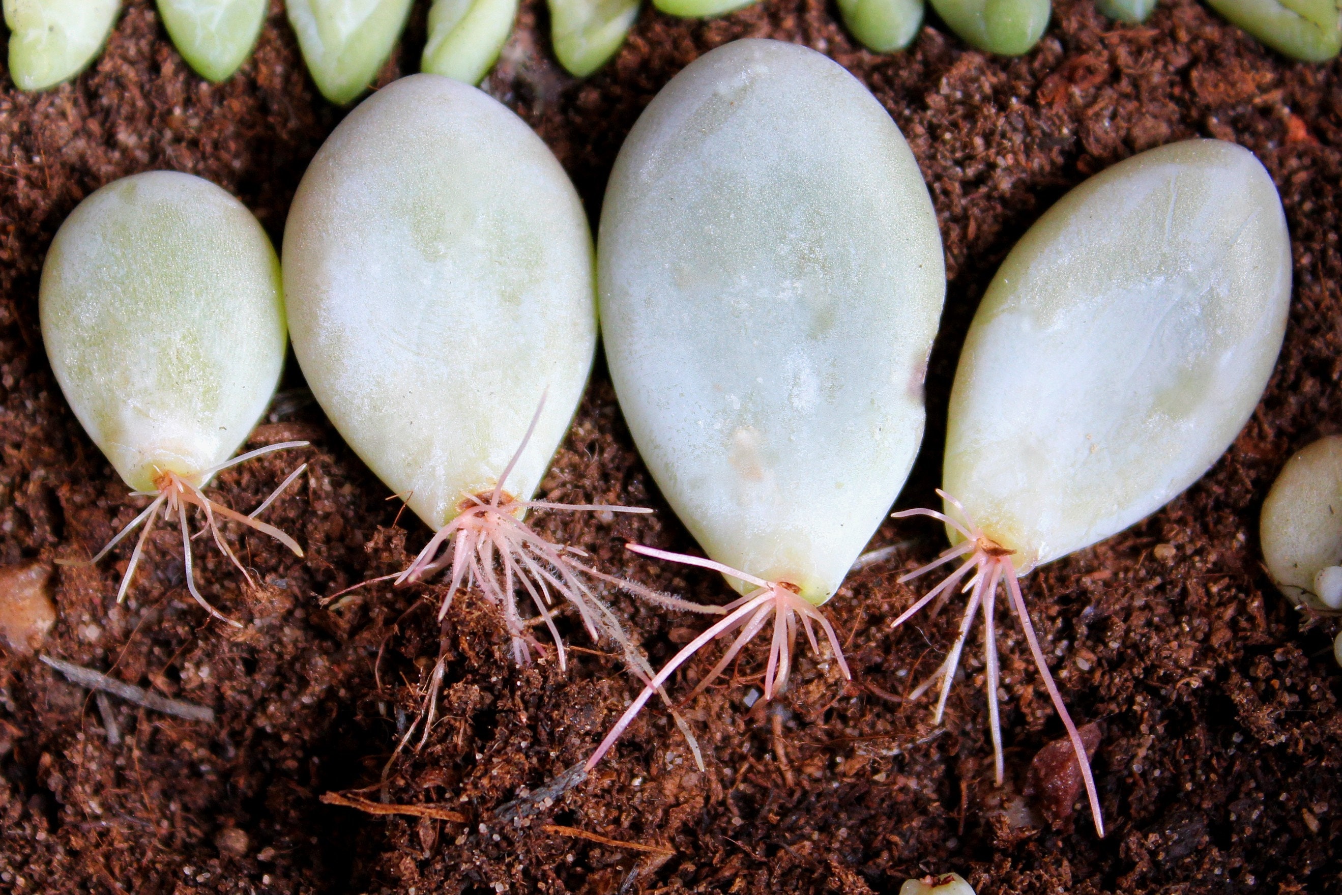 Pachyphytum Oviferum 'Blue Moonstone' rooted and | Etsy