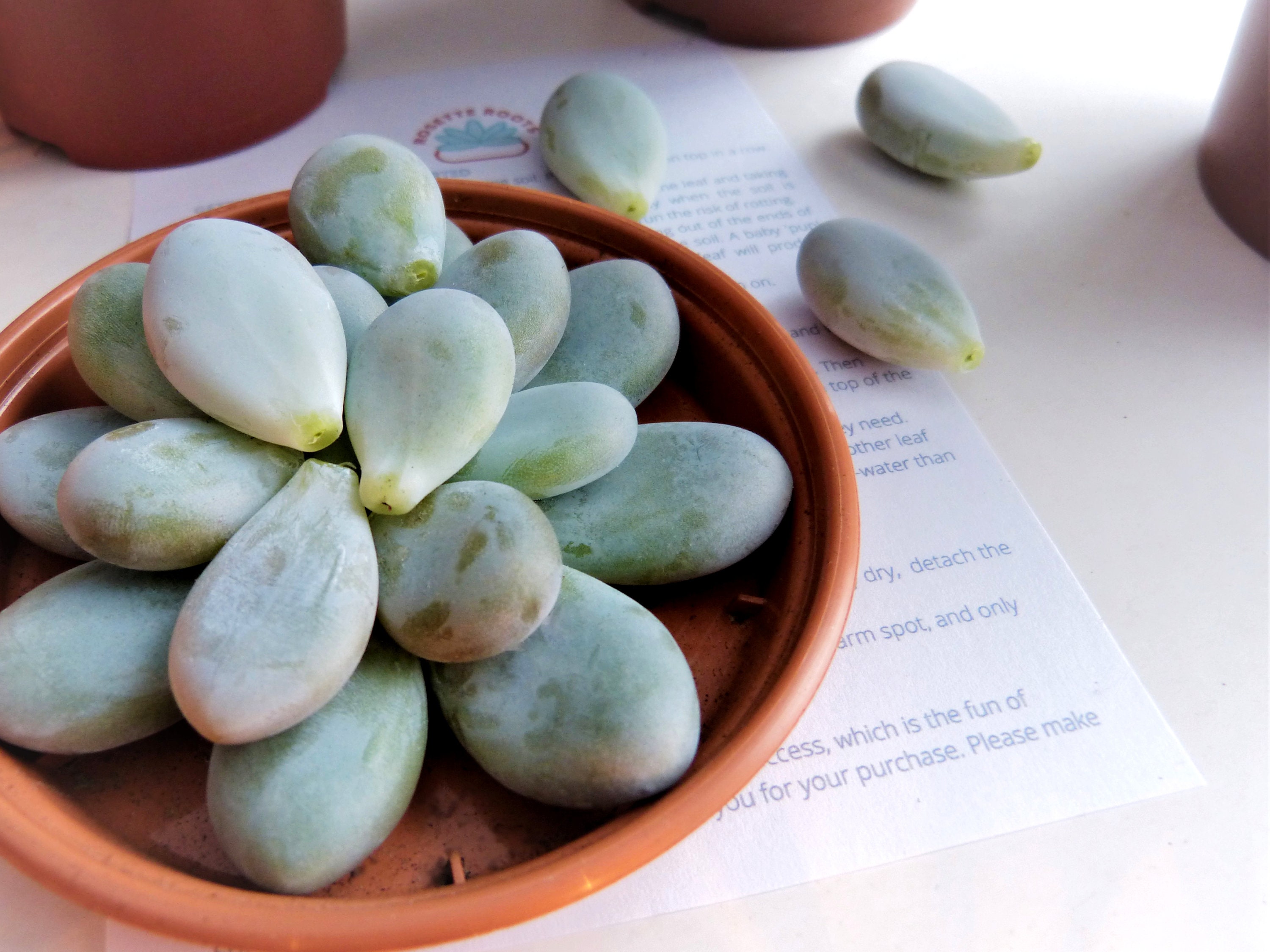Pachyphytum Oviferum 'Blue Moonstone' rooted and | Etsy