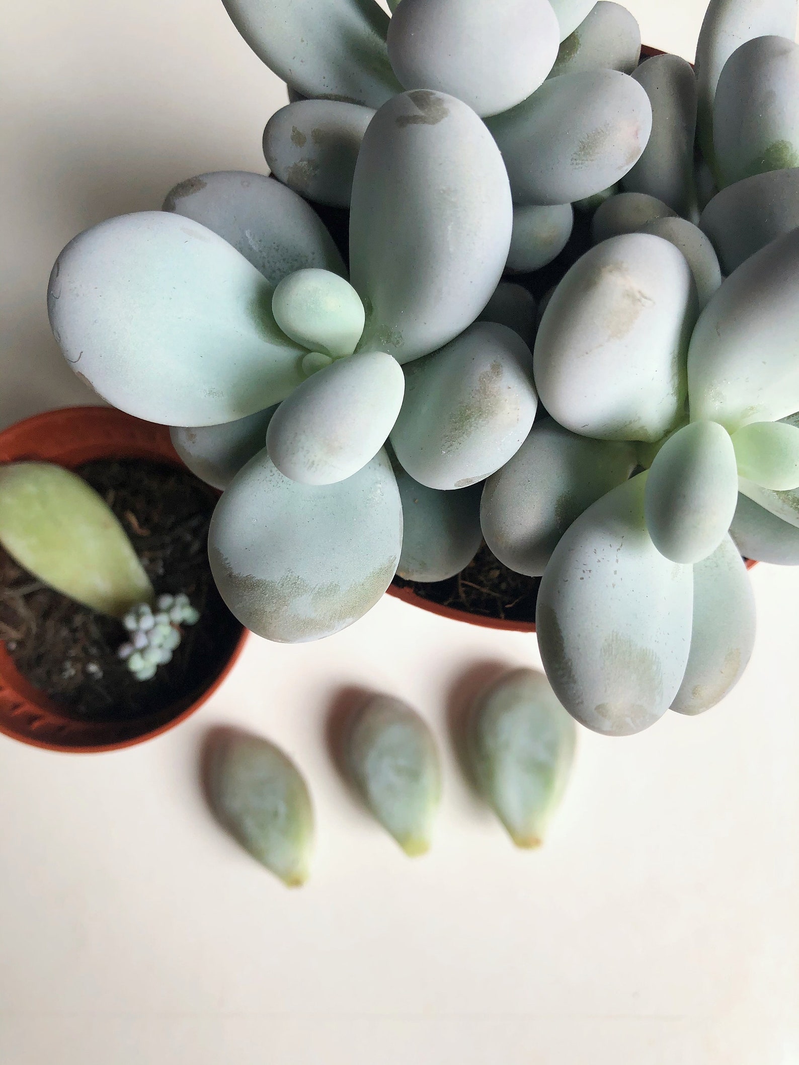 PACHYPHYTUM OVIFERUM 'blue Moonstone' Rooted and - Etsy UK
