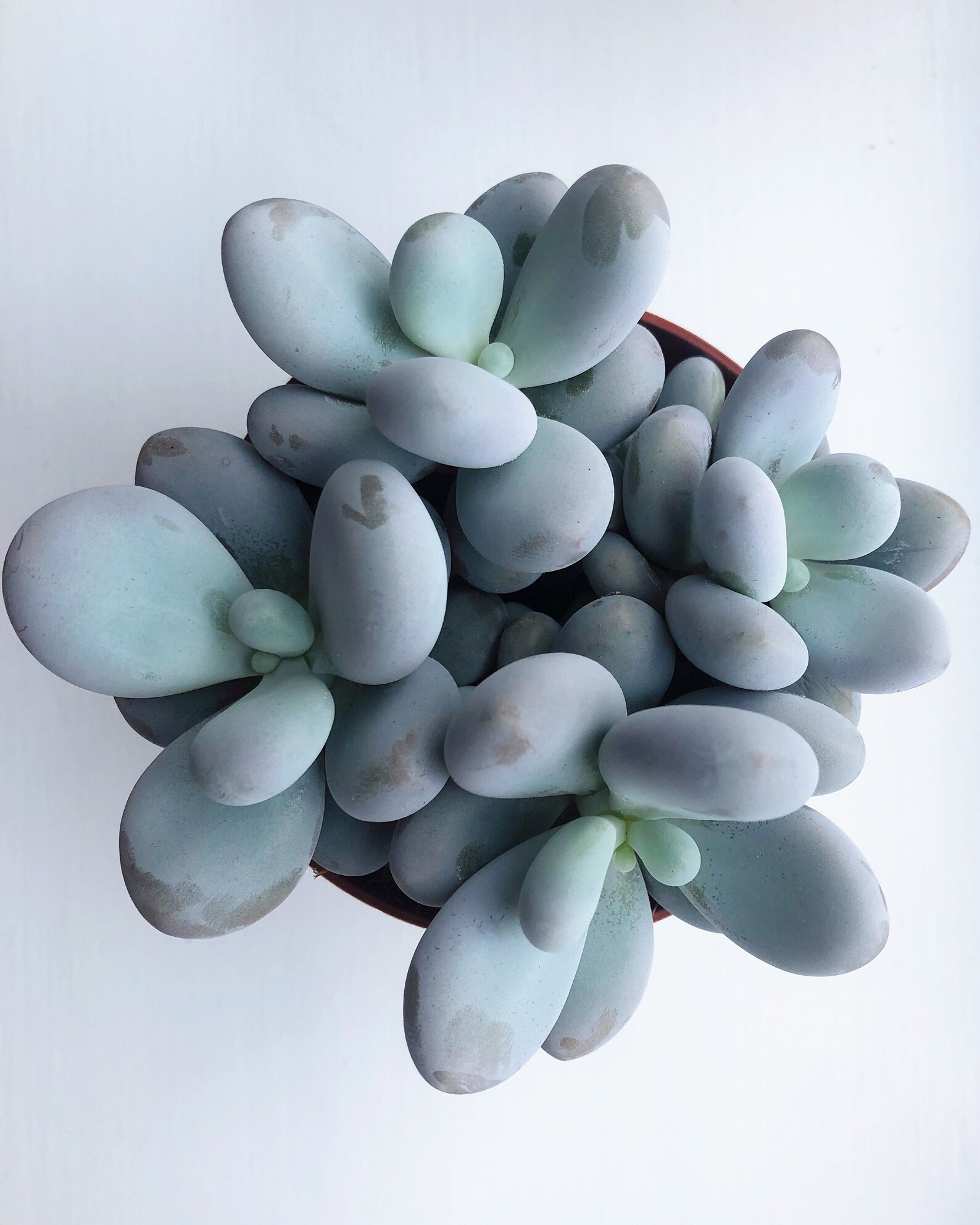 PACHYPHYTUM OVIFERUM 'blue Moonstone' Rooted and - Etsy UK