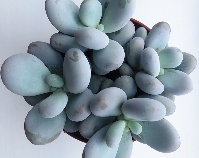 PACHYPHYTUM OVIFERUM 'blue Moonstone' Rooted and Unrooted Leaf Cuttings ...