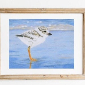 Piping Plover Art Print, Piping Plover Drawing, Plover Fine Art Print ...