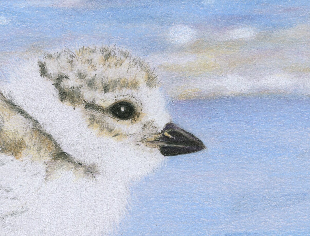 Piping Plover Art Print, Piping Plover Drawing, Plover Fine Art Print ...