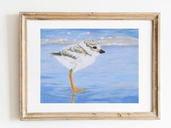 Piping Plover Art Print: Coastal Bird Drawing - Etsy