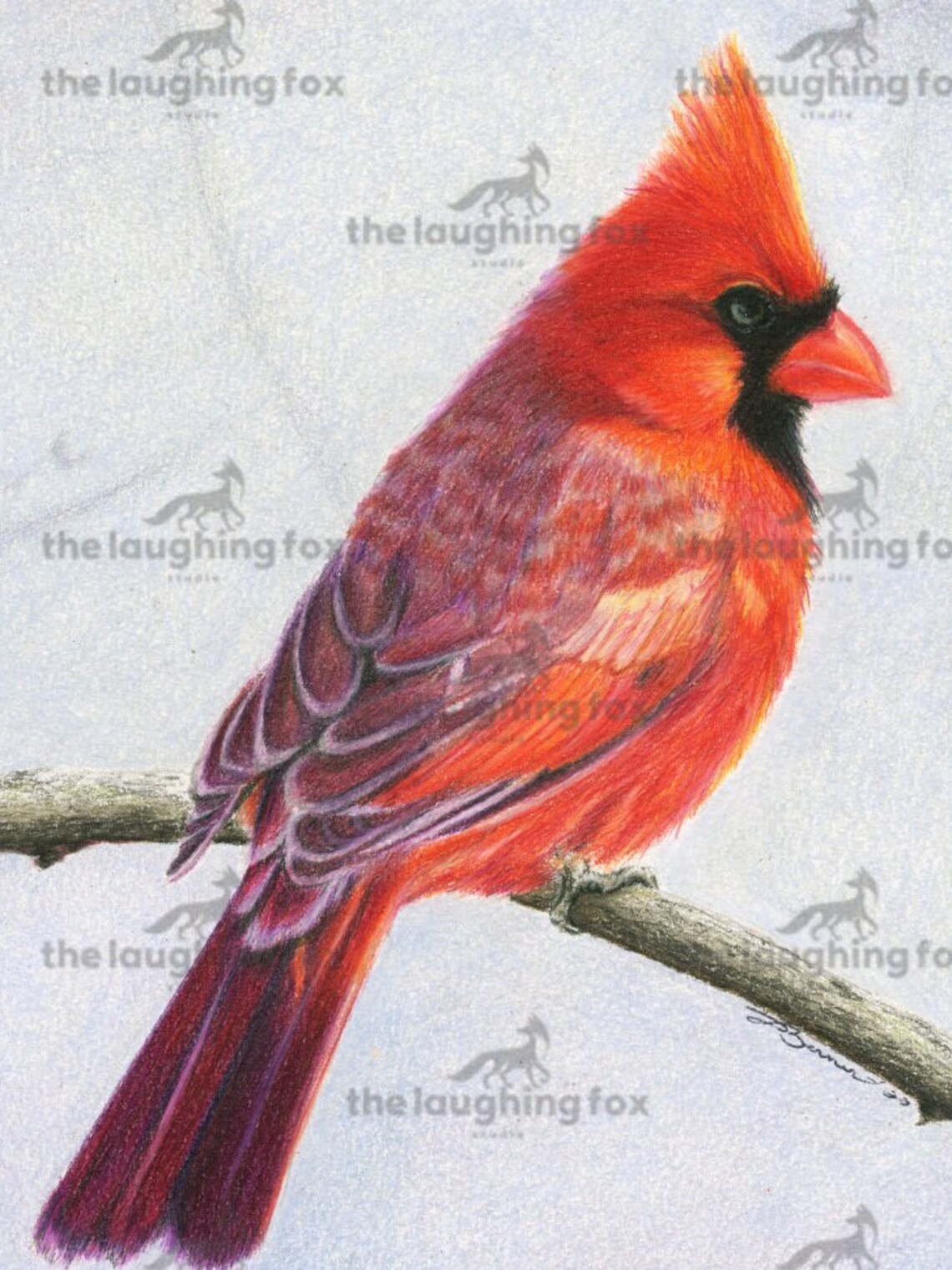 Red Cardinal Art Print, Cardinal Drawing Fine Art Print - Etsy