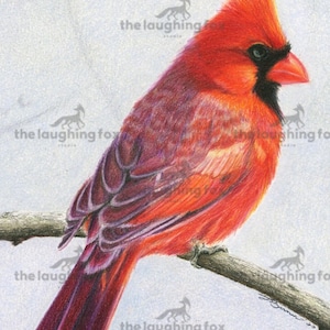 Red Cardinal Art Print, Cardinal Drawing Fine Art Print - Etsy