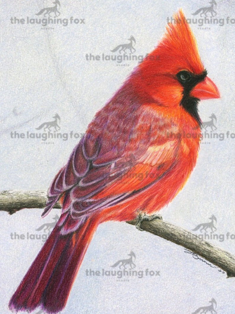 Red Cardinal Art Print, Cardinal Drawing Fine Art Print - Etsy