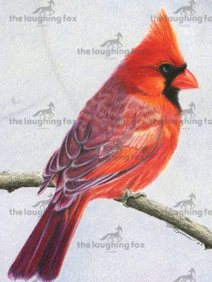 Red Cardinal Art Print, Cardinal Drawing Fine Art Print - Etsy