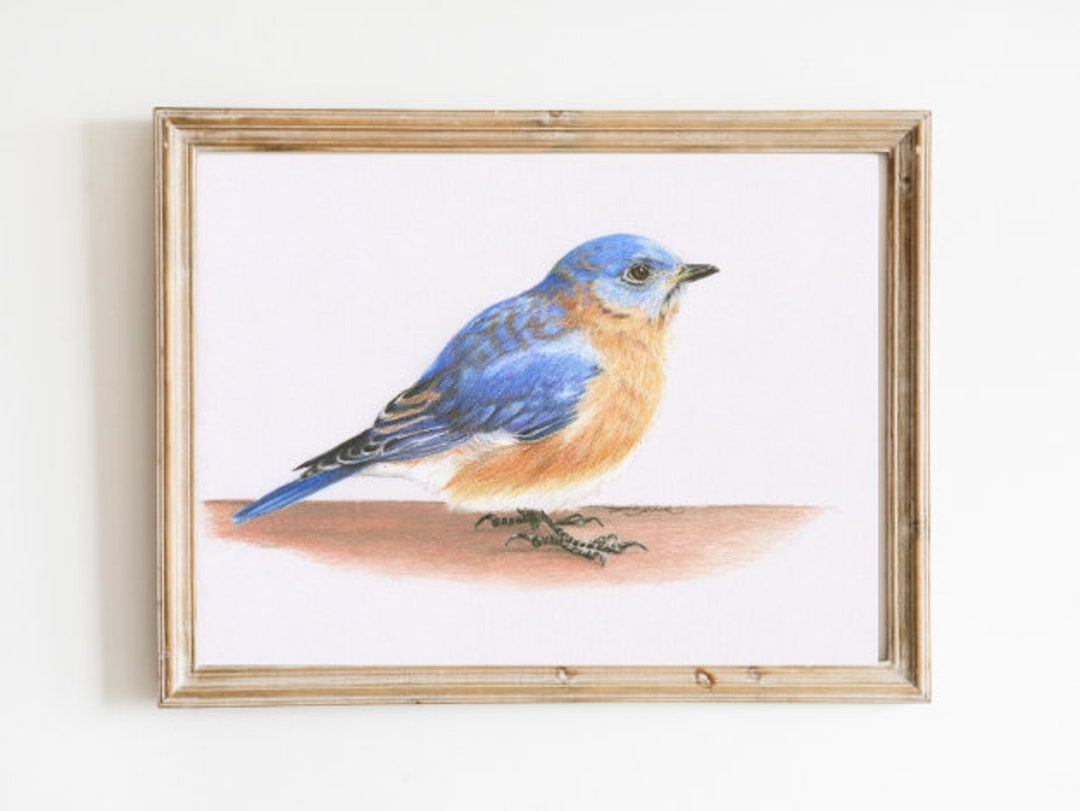 Bluebird Art Print: Colored Pencil Drawing, New England Nature - Etsy