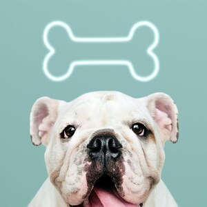 Dog Bone Neon Sign - Unique Pet Decor for Pet Shop - Etsy