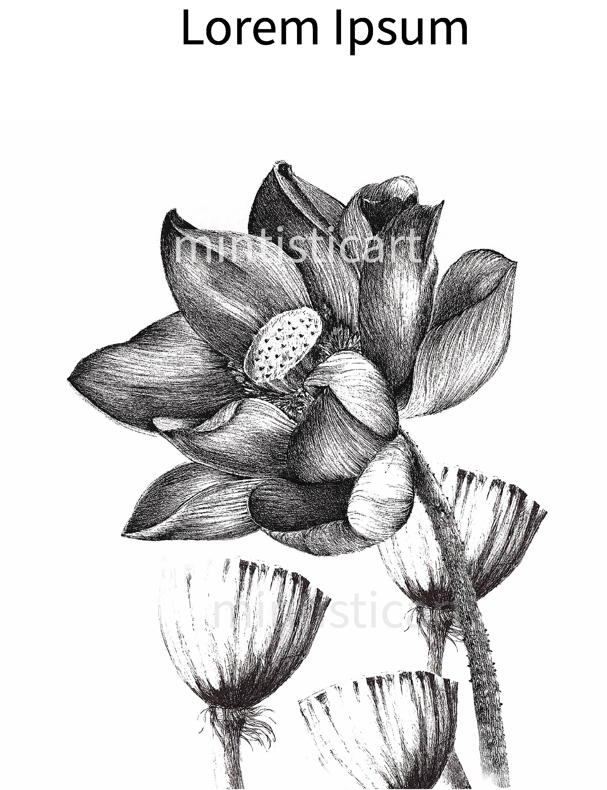 Lotus Flower Pencil Drawing