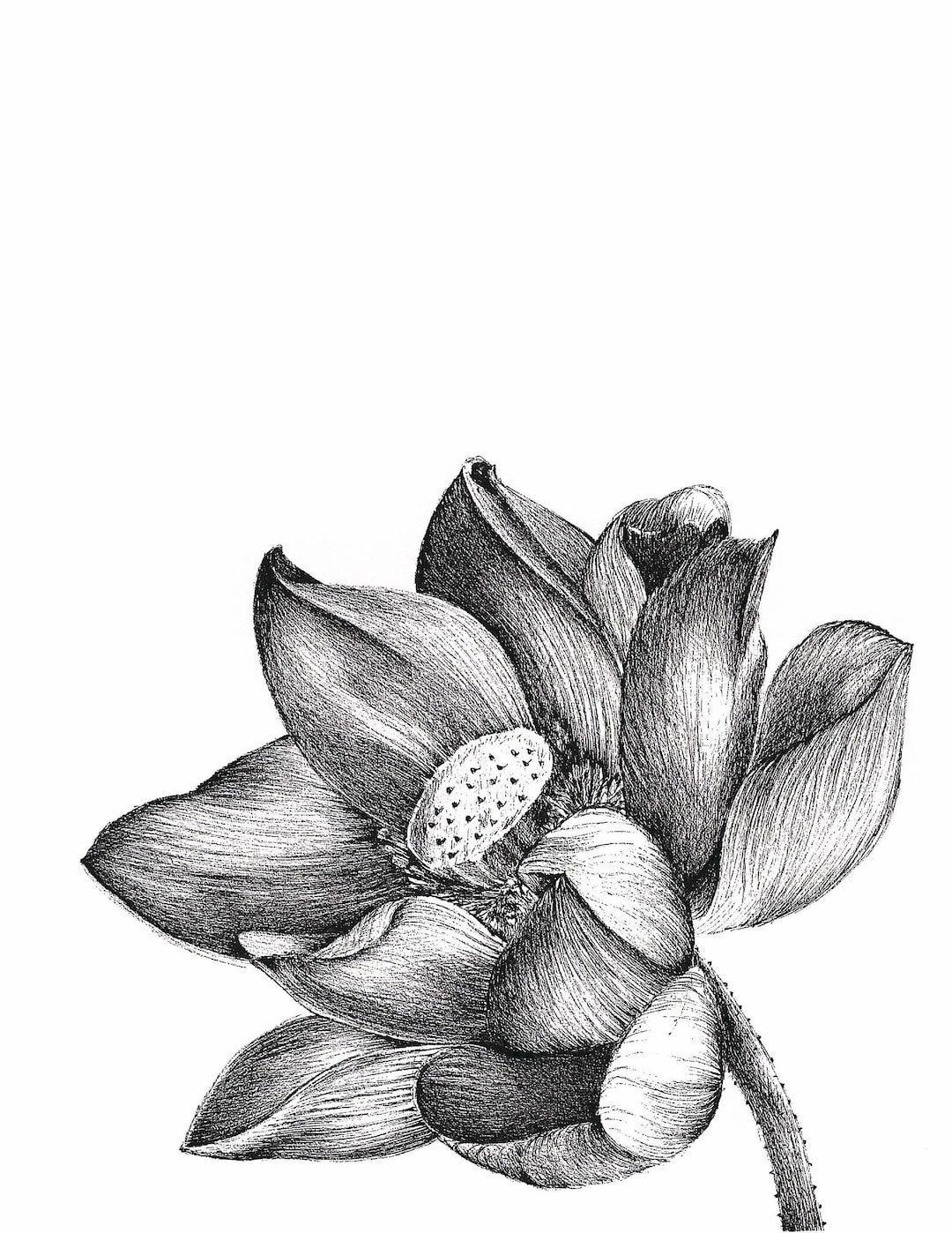 Drawing Lotus Black And White Pen Art Art Print Note Card Flower Wall