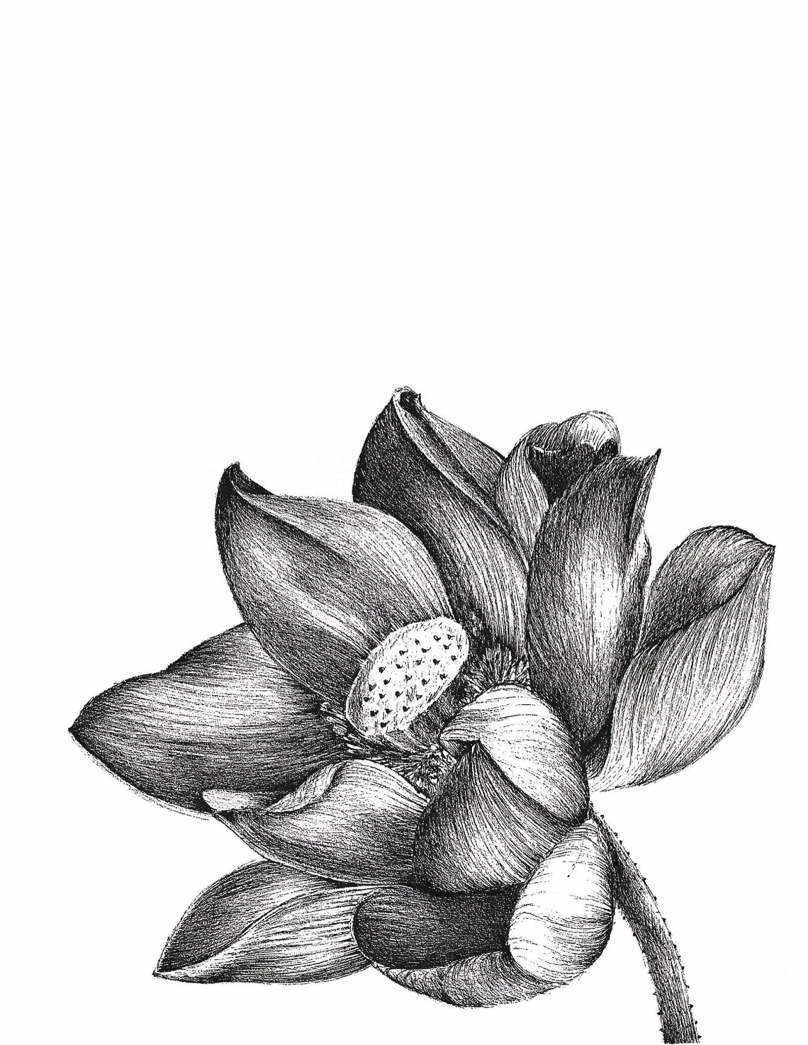 Drawing-lotus-black and White-pen Art-art Print-note Card-flower-wall ...