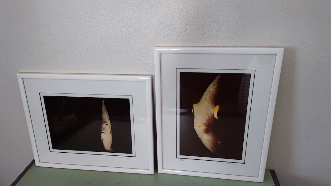 David Leach Underwater Photography Ghost Fish of the Seas - Etsy