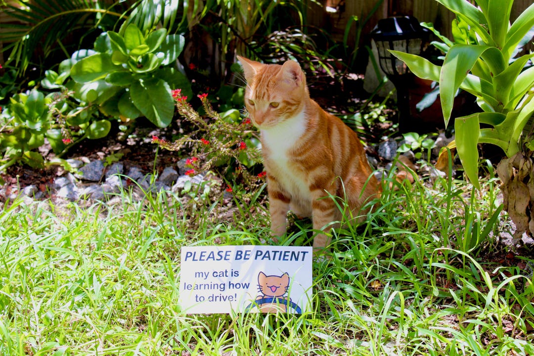 NEW VARIATIONS - Please Be Patient Cat Bumper Sticker - Etsy