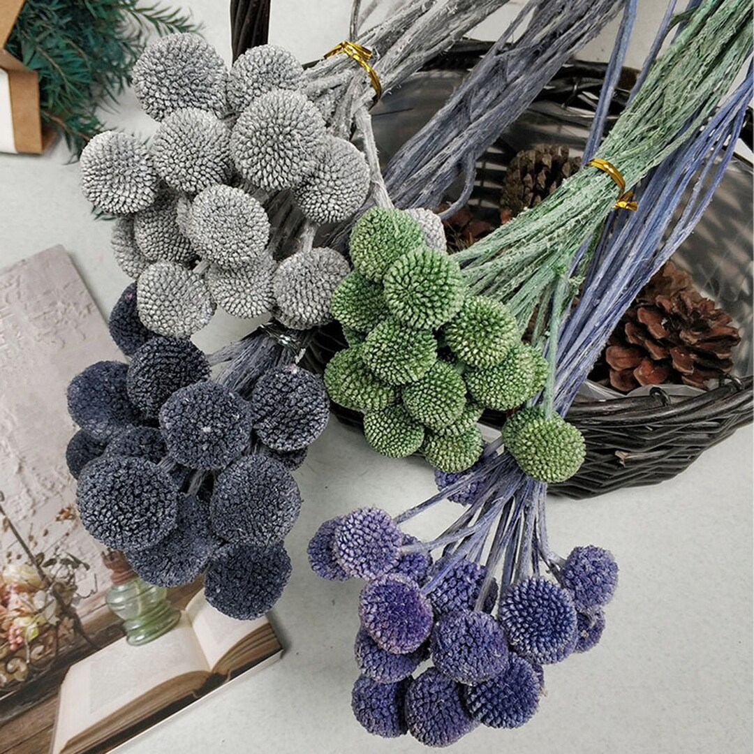 Billy Button Balls, Protean Preserved Flowers, 40 CM Tall, Stems/pack ...