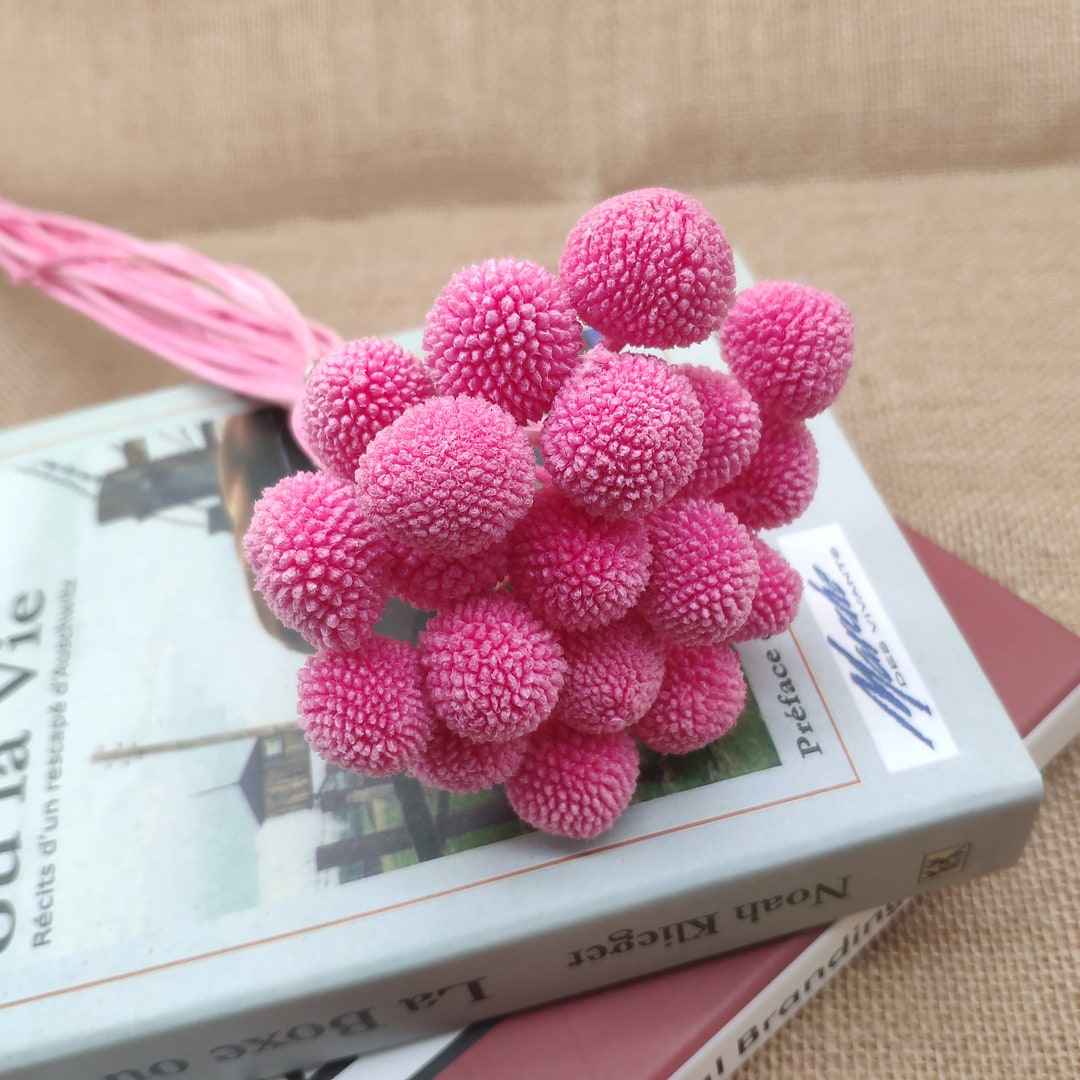 Pink Billy Button Balls, Protean Preserved Flowers, Stems/pack, Dried ...