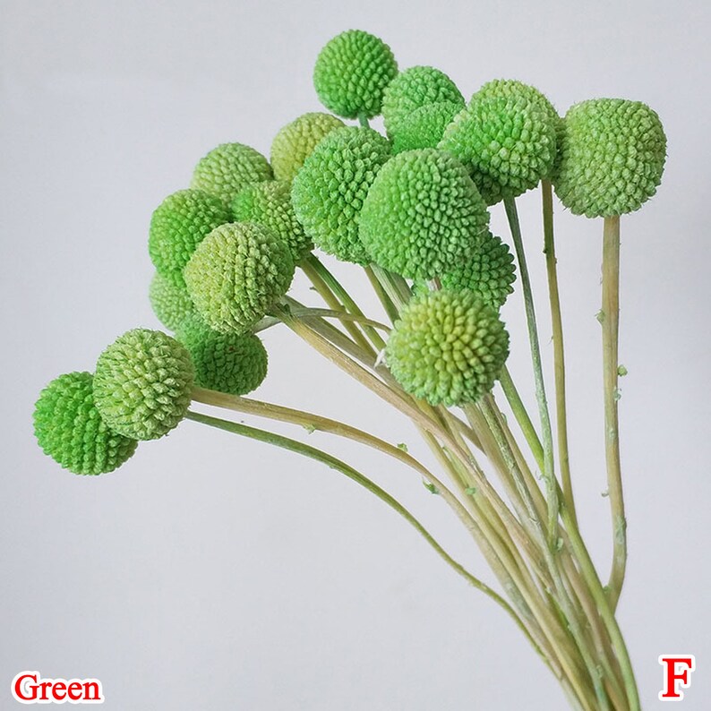Billy Button Balls Protean Preserved Flowers 40 CM Tall - Etsy