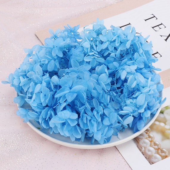 Preserved Hydrangea Light Blue Dried Hydrangea Preserved | Etsy