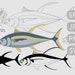 Tuna Fish Set Svg Vector - Etsy