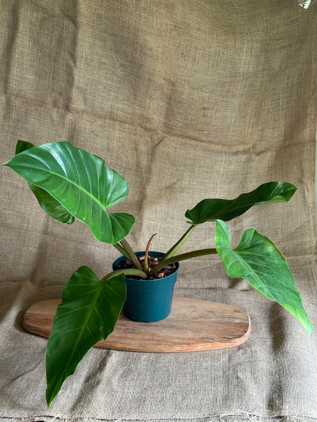 Philodendron Ruaysap Variegated *heat Pack as Needed* Free Shipping ...