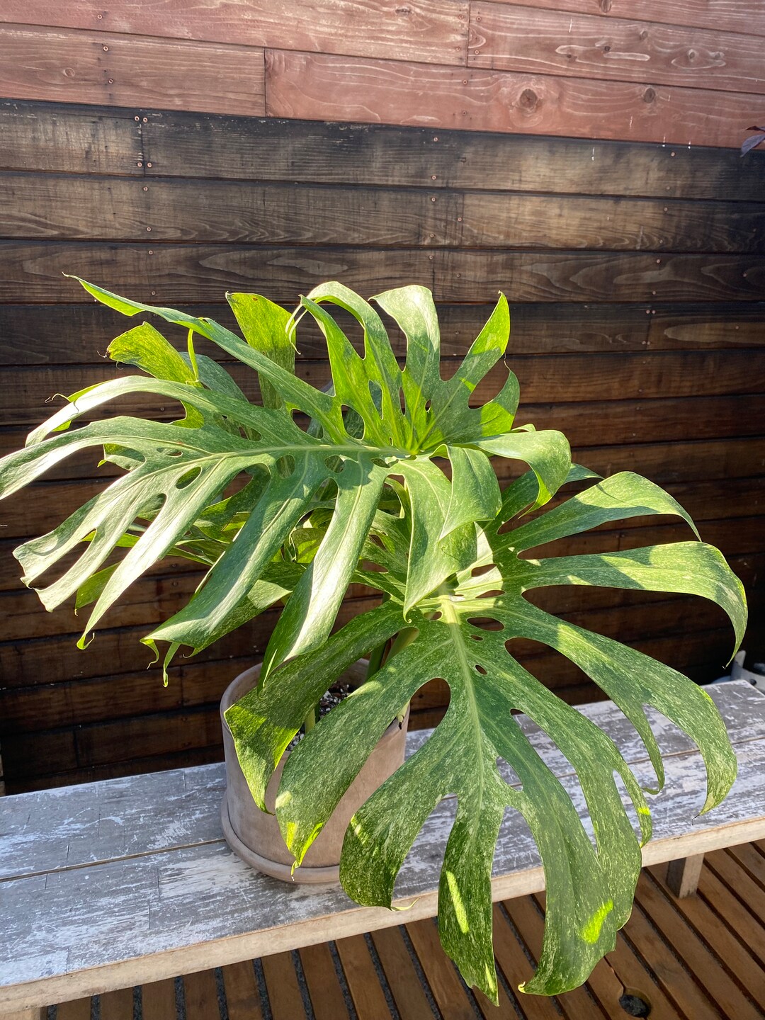 Monstera Double Mint Variegated *heat Pack as Needed* Free Shipping ...