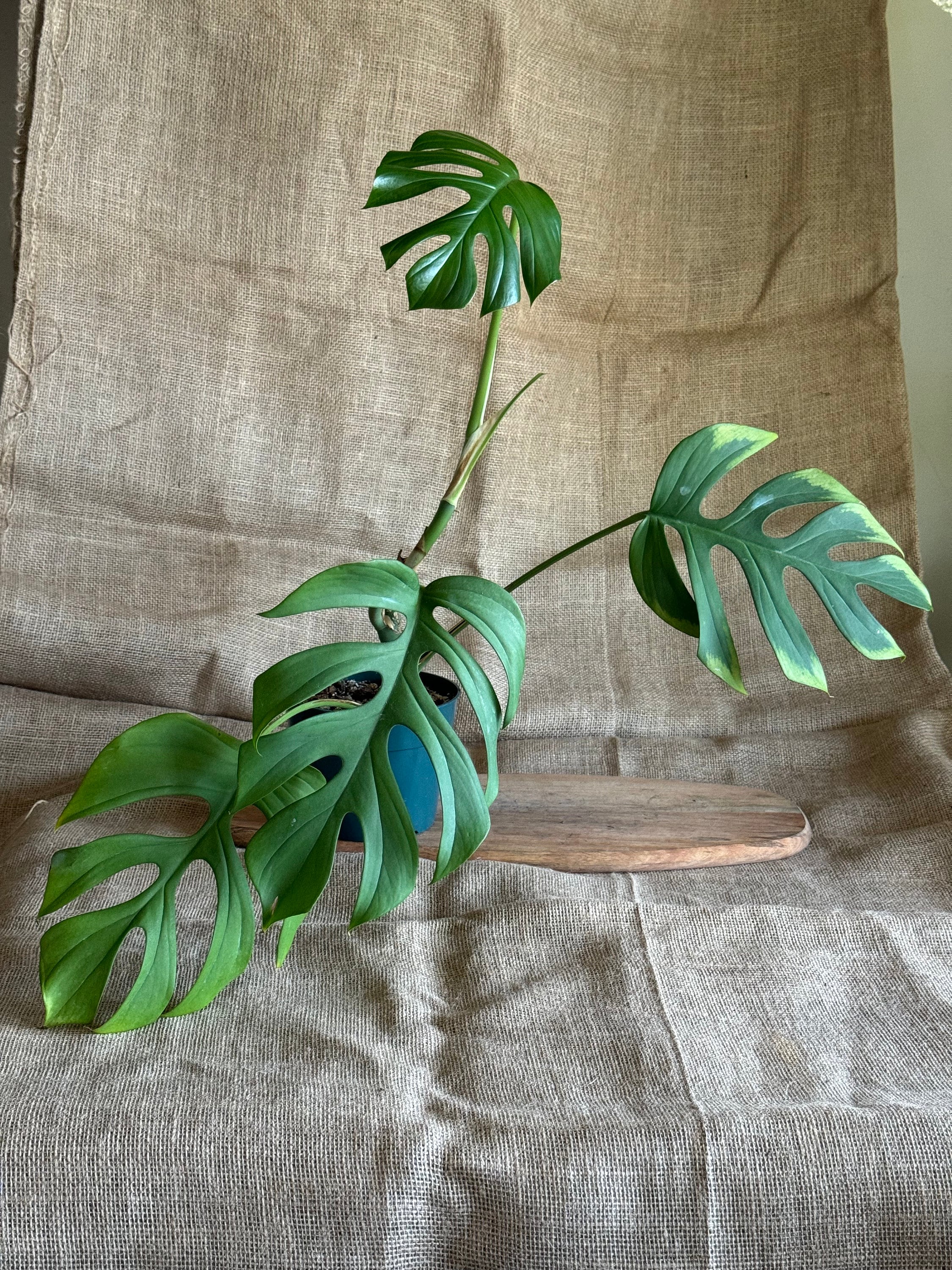 Rhaphidoflora Boudoensis *heat Pack as Needed* Free Shipping *USPS ...