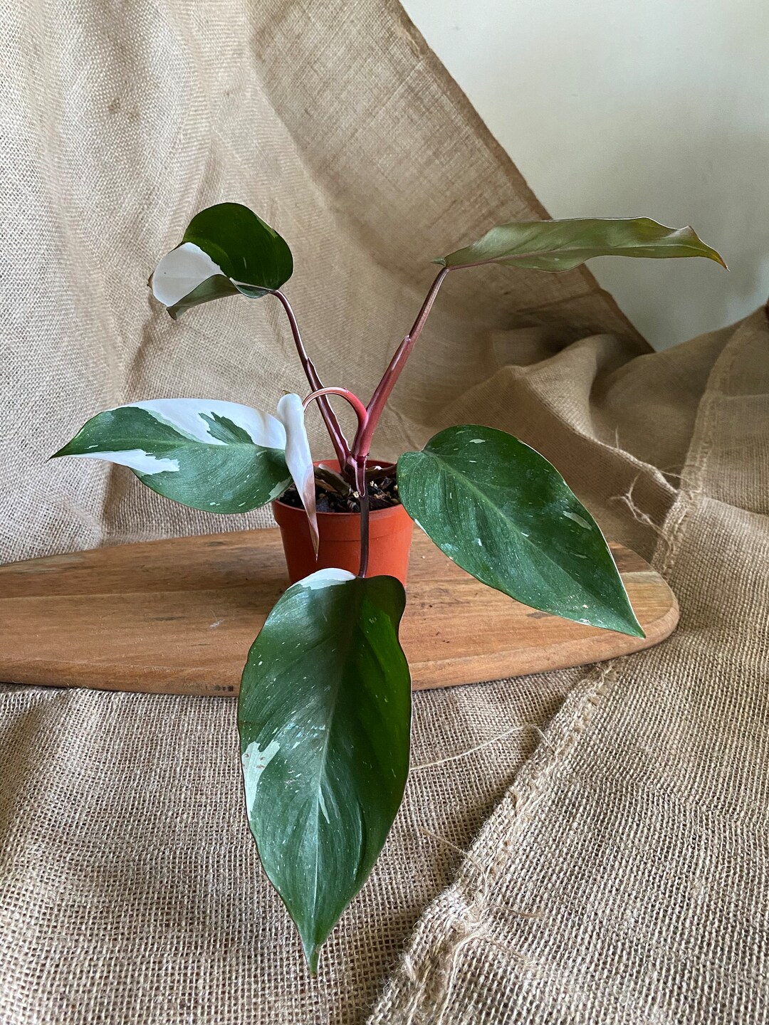 Philodendron Red Anderson Variegated heat Pack as Needed - Etsy
