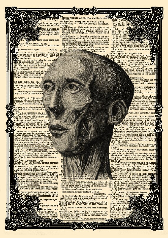 Skinless Face Anatomy