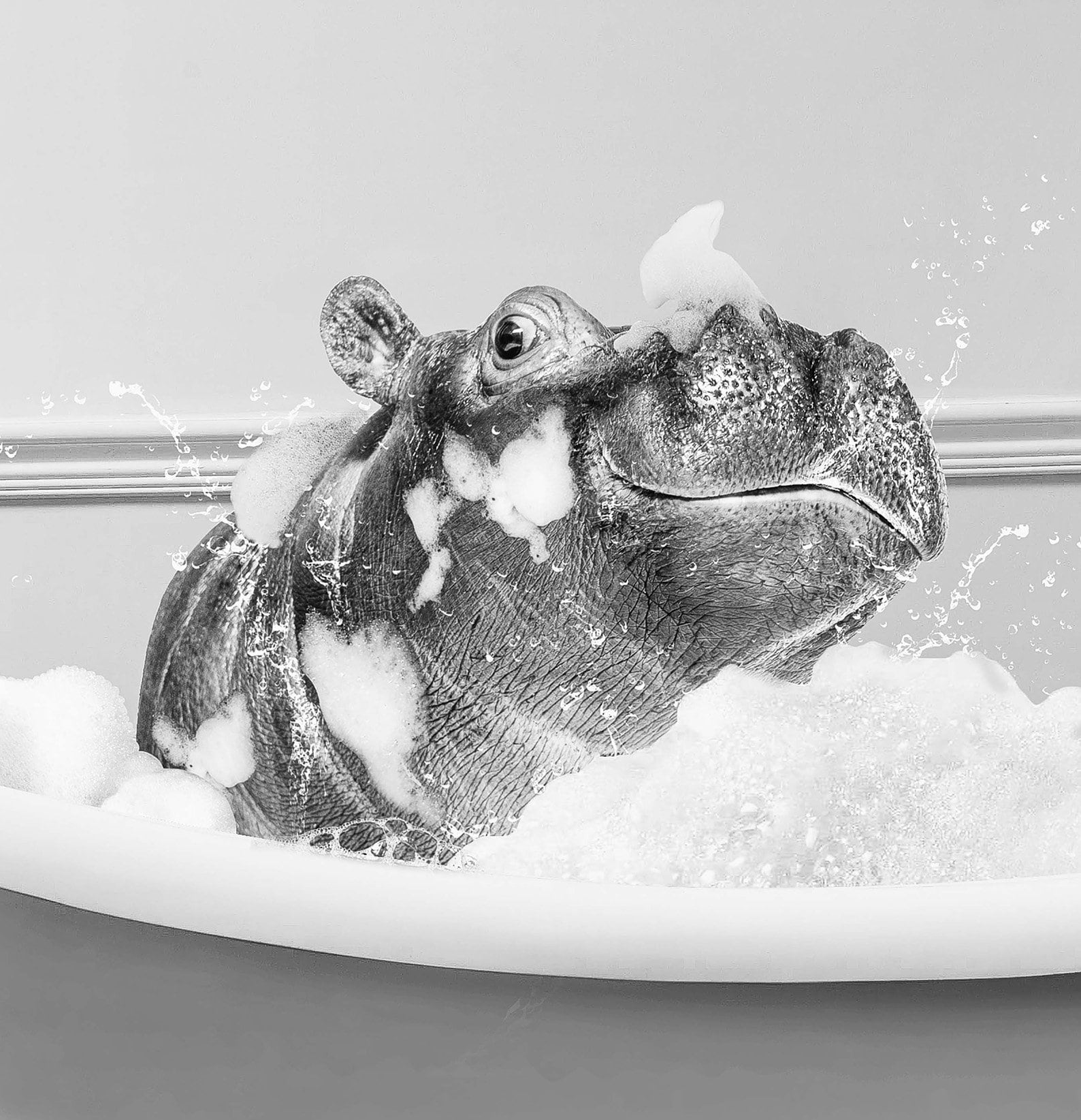 Hippo in a Tub Wall Decor Bathroom Hippo Taking Shower Cute - Etsy