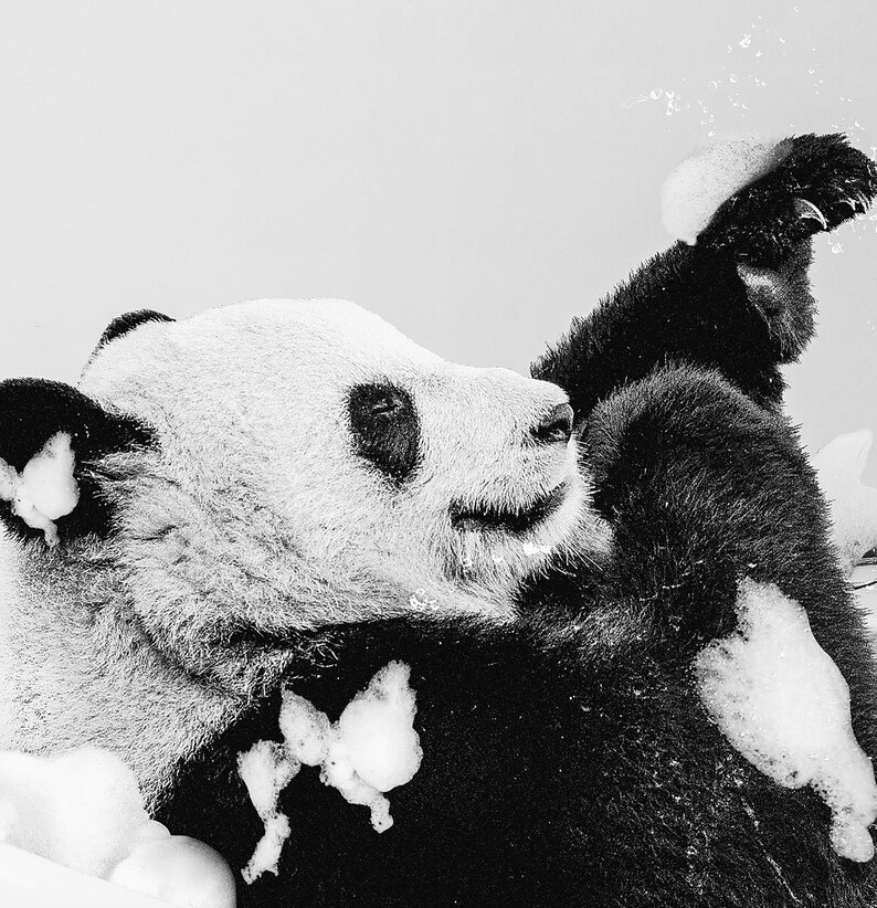 Panda in a Tub, Wall Decor Bathroom, Panda Taking Shower, Cute Panda ...