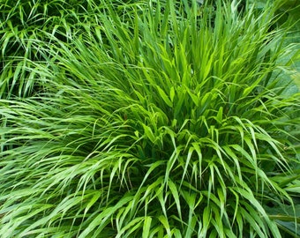 HAKONECHLOA Macra 'ALL GOLD' Japanese Forest Grass Starter Plant - Etsy