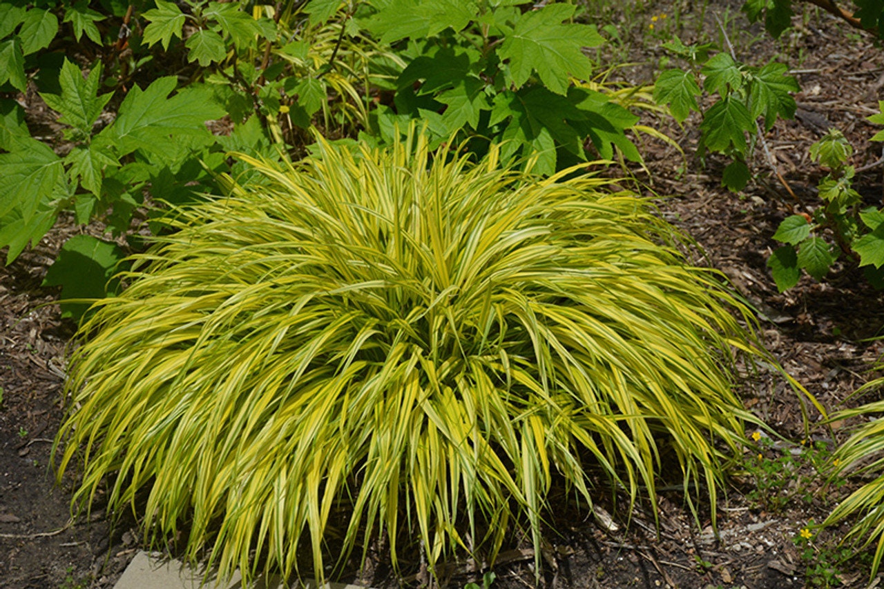 1 Gallon Hakonechloa Macra Hakone Grass Aureola Japanese Etsy