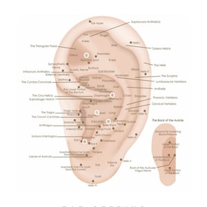 24K Gold Acupuncture Ear Seeds - Etsy