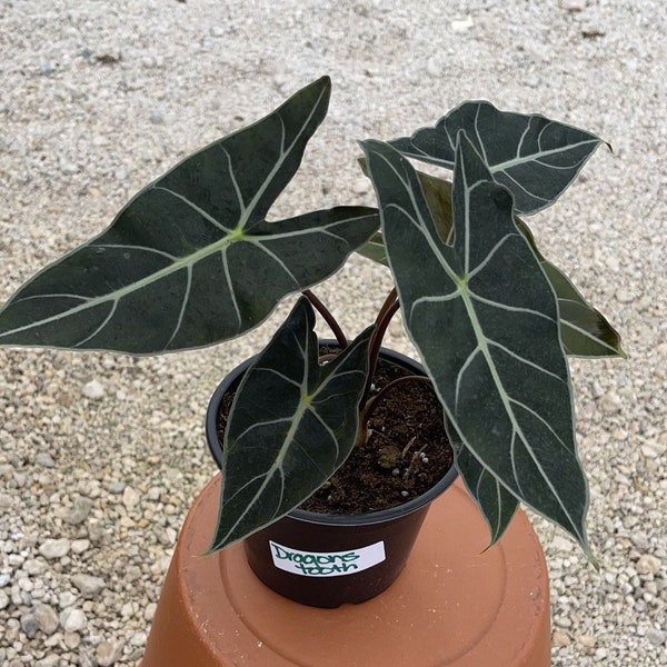 Alocasia Dragon Tooth - Etsy