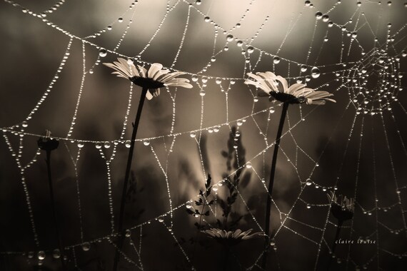 Gothic Picture Gothic Wall Art Spider Web Picture Daisy - Etsy