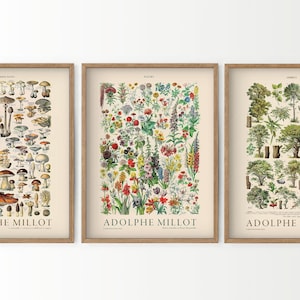 Set of 3 Botanical Poster, Adolphe Millot, Mushroom Print, Vintage ...