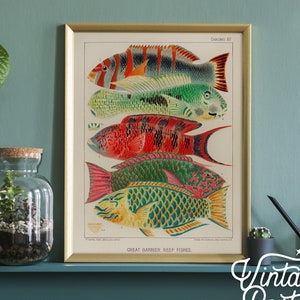 Beach Wall Decor, Vintage Fish Poster, Ocean Animal Print, Sea Life ...